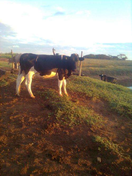 Vendo hermosas vacas lecheras con buena producción de leche. en ...