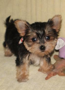 Regalo lindo yorkshire terrier mini toy cachorros// en Carmelo Peralta ...
